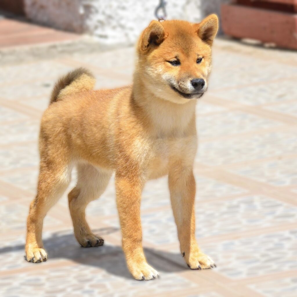 Shiba Inu Macho color rojo intenso – Hagakure Akita Inu Chile